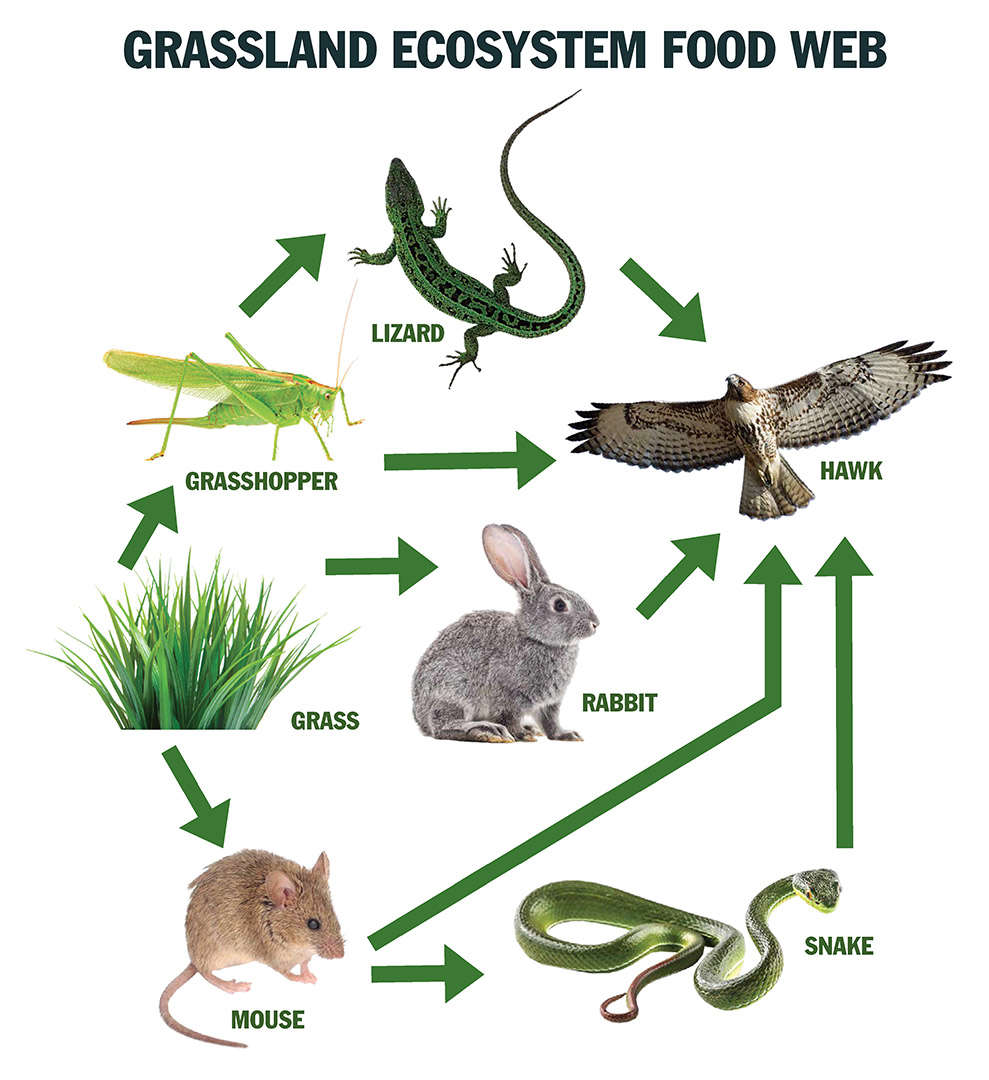 Grassland Decomposers